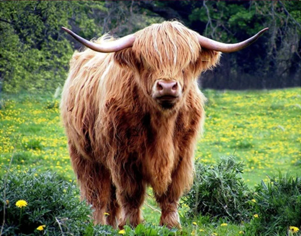 Fun Size - 20" x 16" PANEL - Focus on Fabric - Highland Cow in Dandeli